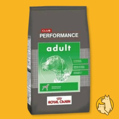 Performance perro adulto - Animales Sueltos